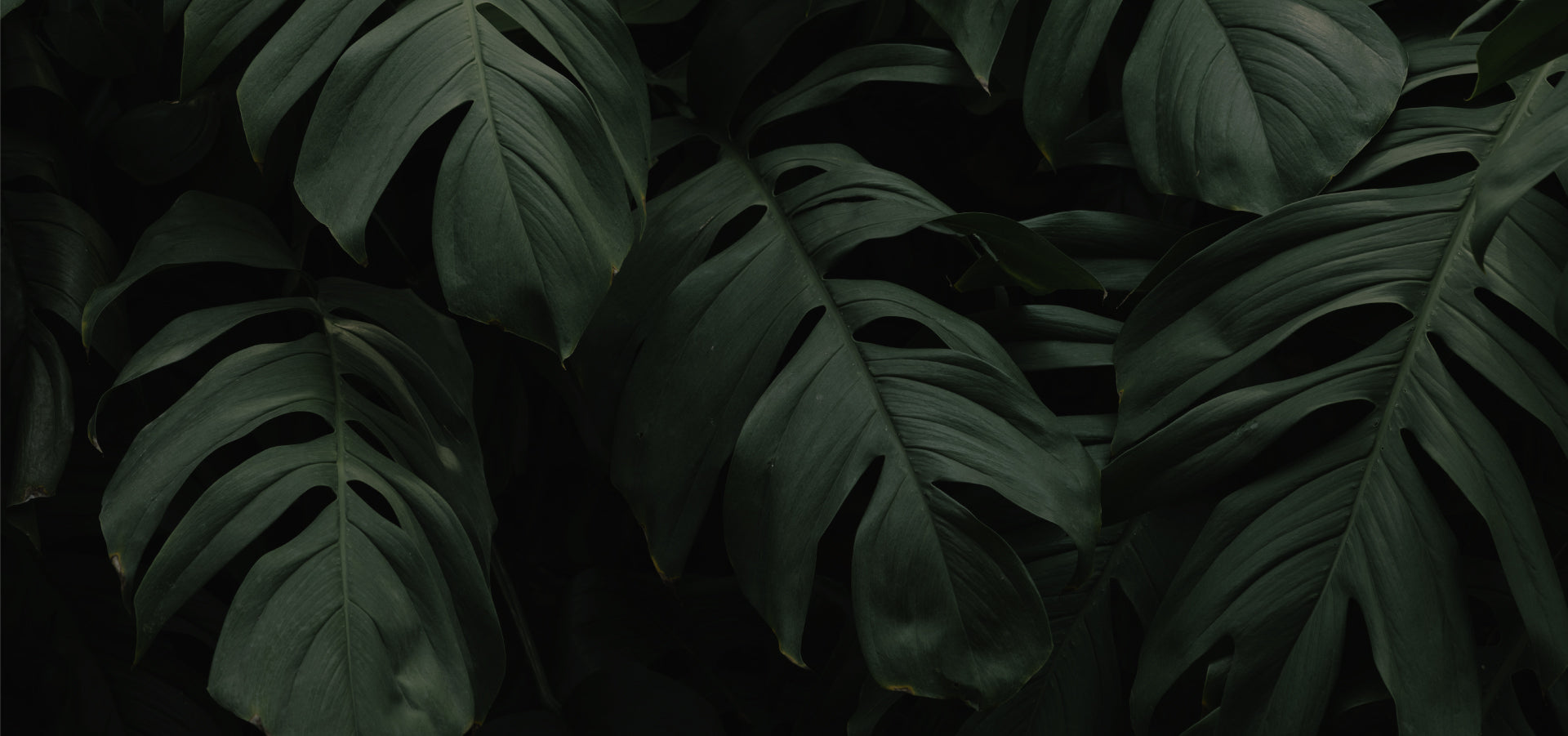 SOLFERINO NATIVE – SolferinoNAtive